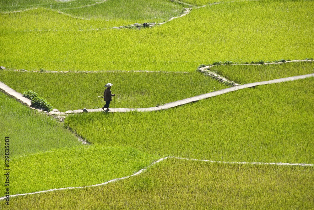 Villager walking across rice terraces typical of Ifugao culture, Aguid ...