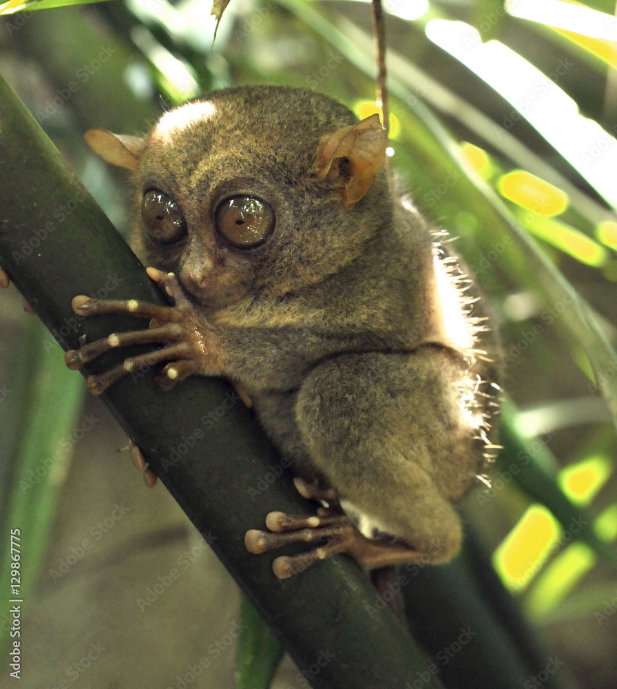 The Philippine tarsier (Tarsius syrichta), known locally as the Maumag ...