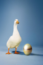 Easter Goose Free Stock Photo - Public Domain Pictures