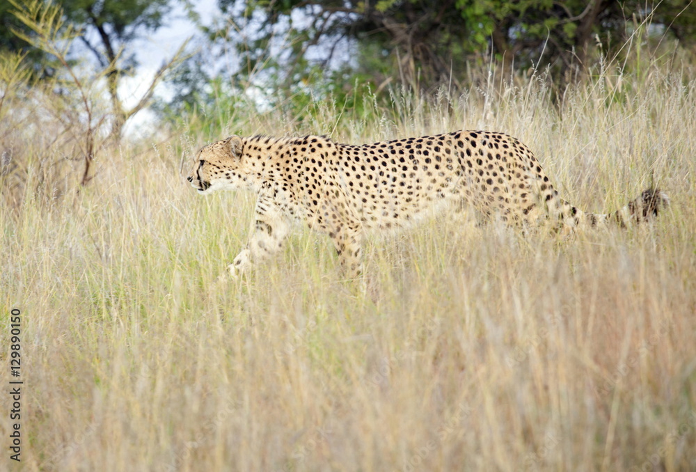 leopard walking through lodge