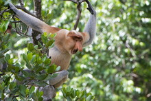 The Proboscis Monkey 6 Free Stock Photo - Public Domain Pictures