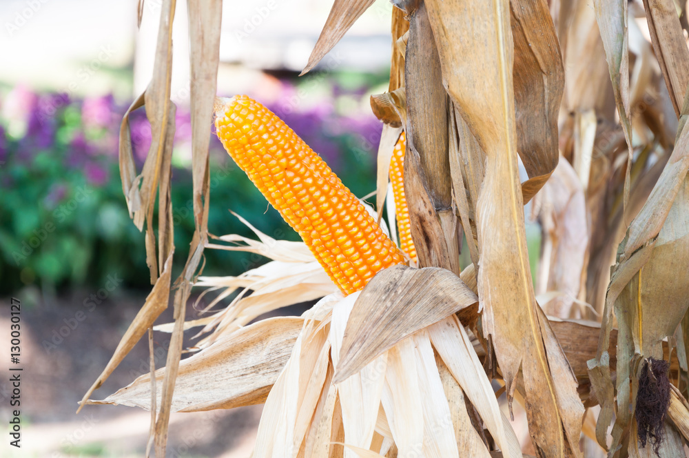 Corn crops on dried corn trees is prompt to harvest Stock Photo | Adobe ...
