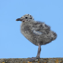 Young Herring Gull Free Stock Photo - Public Domain Pictures