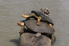 Turtle On Log Free Stock Photo - Public Domain Pictures