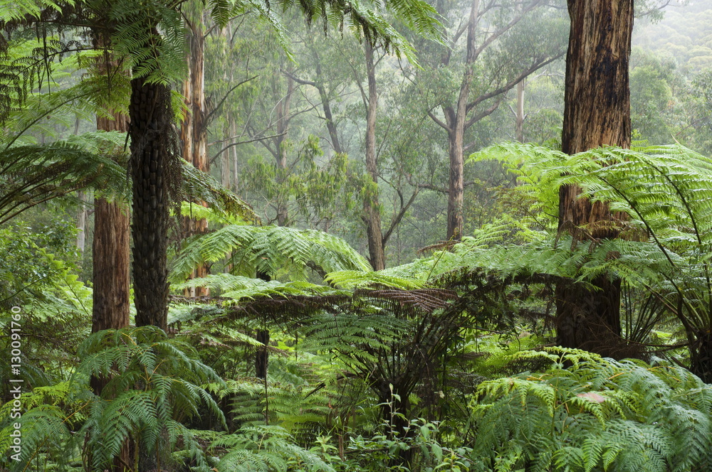 Rainforest, Bunyip State Park, Victoria Stock Photo | Adobe Stock