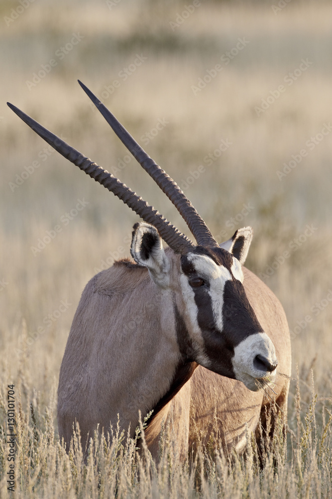 Gemsbok (South African oryx) (Oryx gazella) eating, Kgalagadi ...