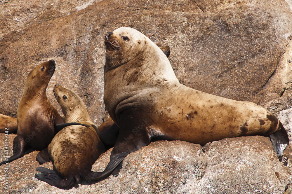Stellar sea lions (Eumetopias jubatus) in the Five Finger Islands area ...
