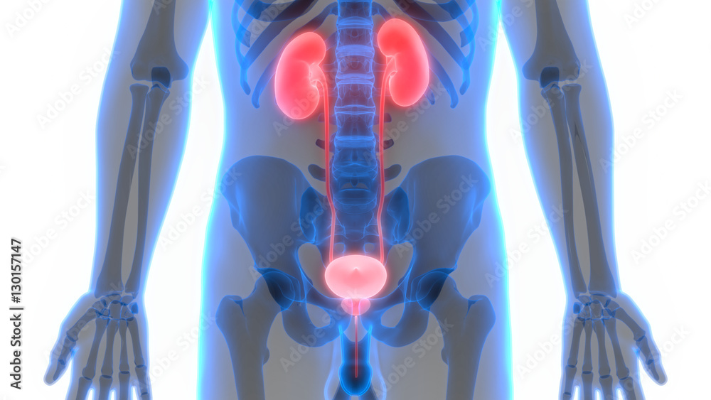 Human Body Organs (Kidneys with Urinary Bladder) Stock Illustration ...