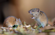 Two Mice Free Stock Photo - Public Domain Pictures