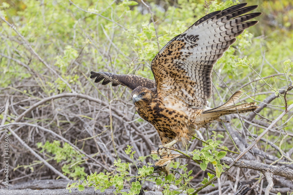 Immature Galapagos hawk (Buteo galapagoensis) in Urbina Bay, Isabela ...