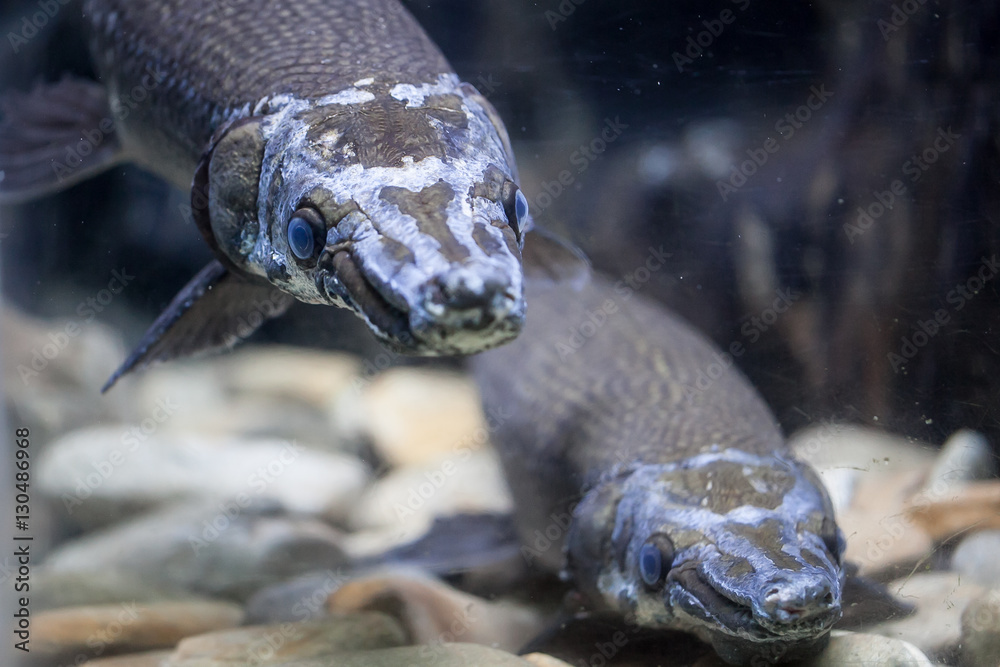 Alligator Fish (Atractosteus spatula) Stock Photo | Adobe Stock