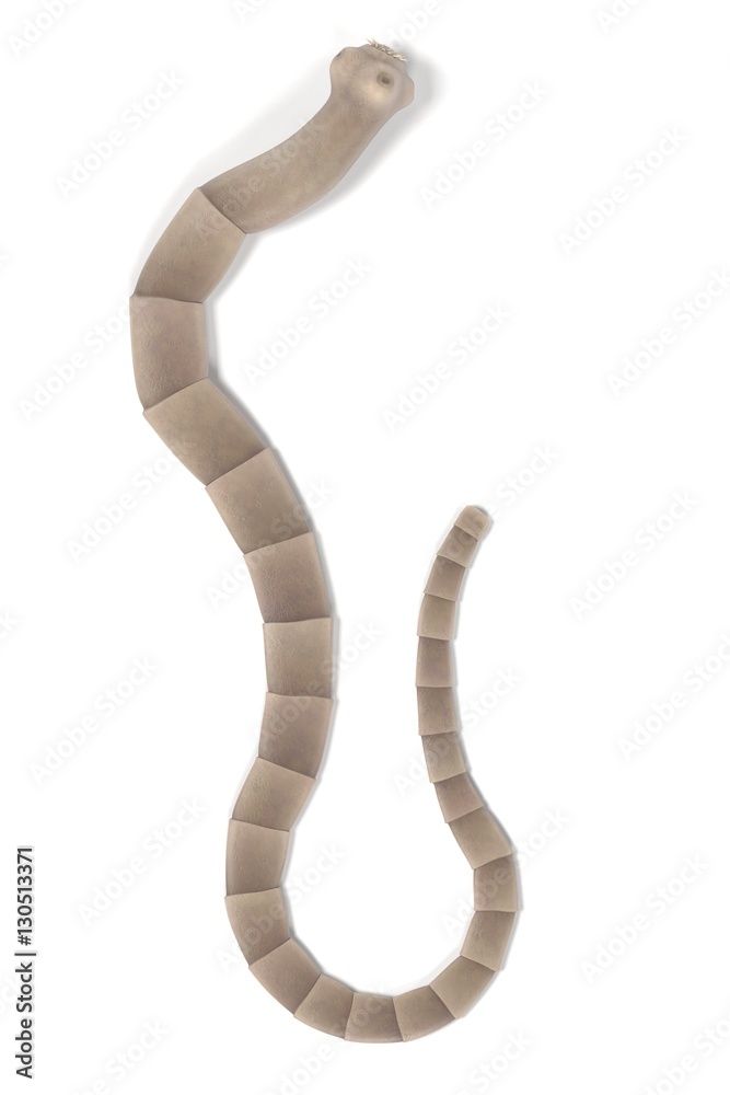 realistic 3d render of tapeworm Stock Illustration | Adobe Stock