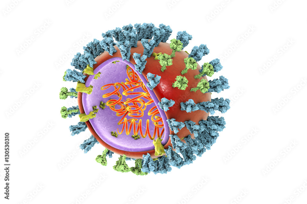 Structure of influenza virus. 3D illustration showing surface ...
