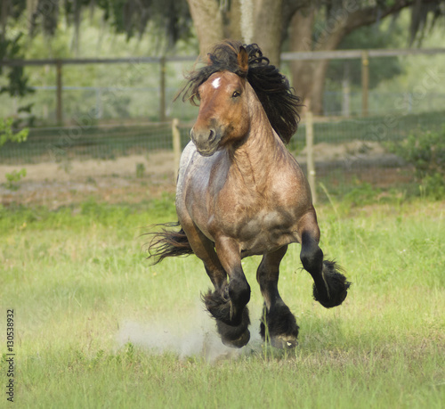 Ardennes horse stallion running to us Stock Photo | Adobe Stock