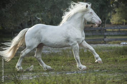 American White Draft horse Stock Photo | Adobe Stock