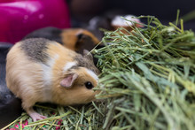 Calico Guinea Pig Free Stock Photo - Public Domain Pictures