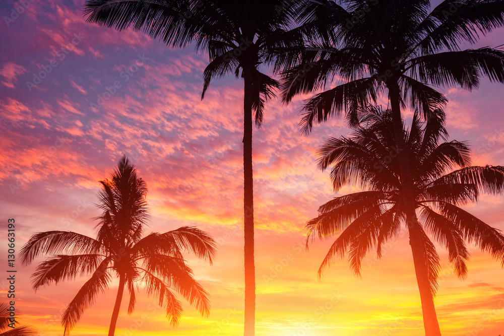 Silhouette of palm trees at sunset Stock Photo | Adobe Stock