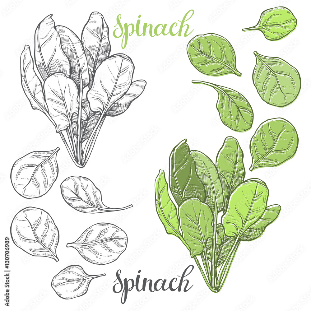 Spinach. Hand drawn vector illustration, sketch. Elements for design ...