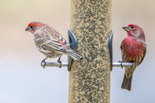 Pair Of House Finches Free Stock Photo - Public Domain Pictures