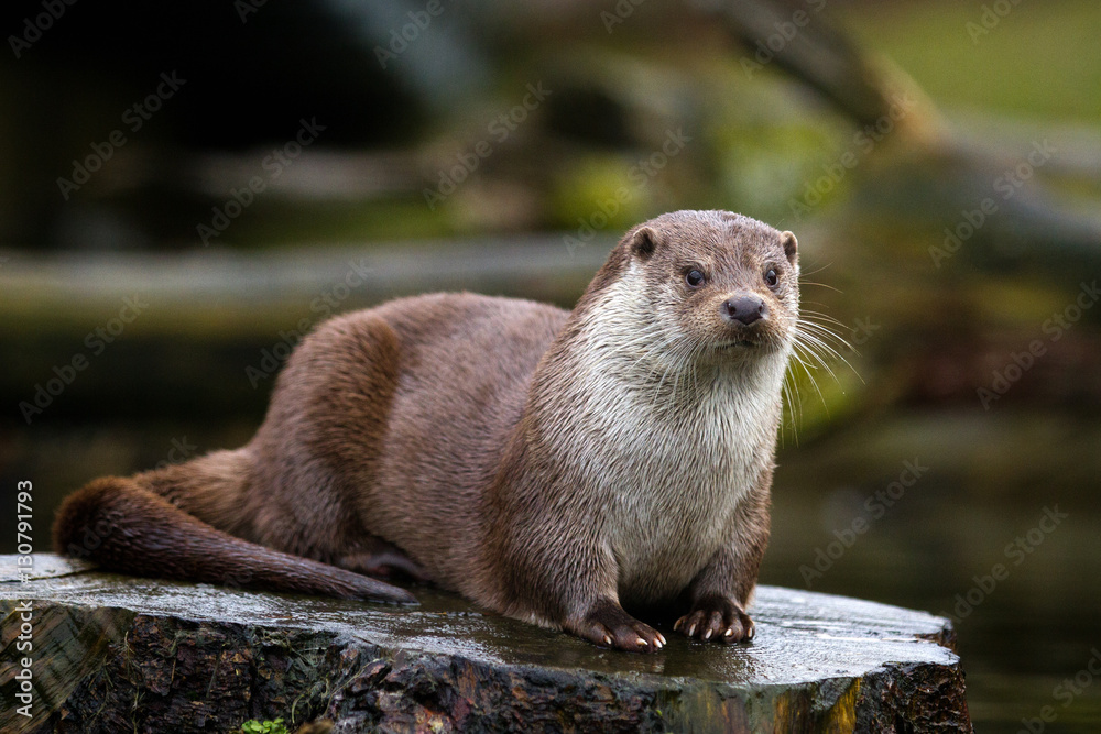 Stock-Foto „Otter“ | Adobe Stock