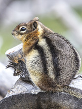 Fat Ground Squirrel Free Stock Photo - Public Domain Pictures