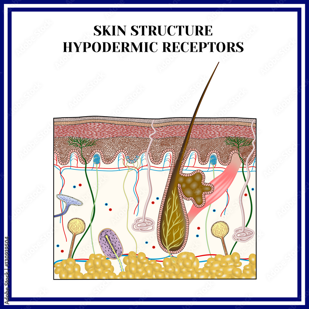 Vector de Stock Skin structure. Hypodermic receptors (meissner ...