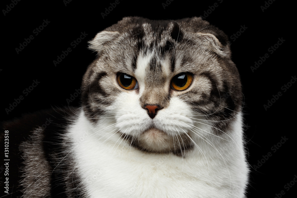 close-up portrait of cranky cat of scottish fold breed on isolated ...