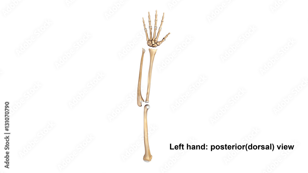Upper Limb Stock Illustration | Adobe Stock