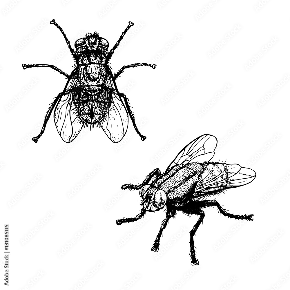 Hand drawn sketch of fly. Vector illustration. Stock Vector | Adobe Stock