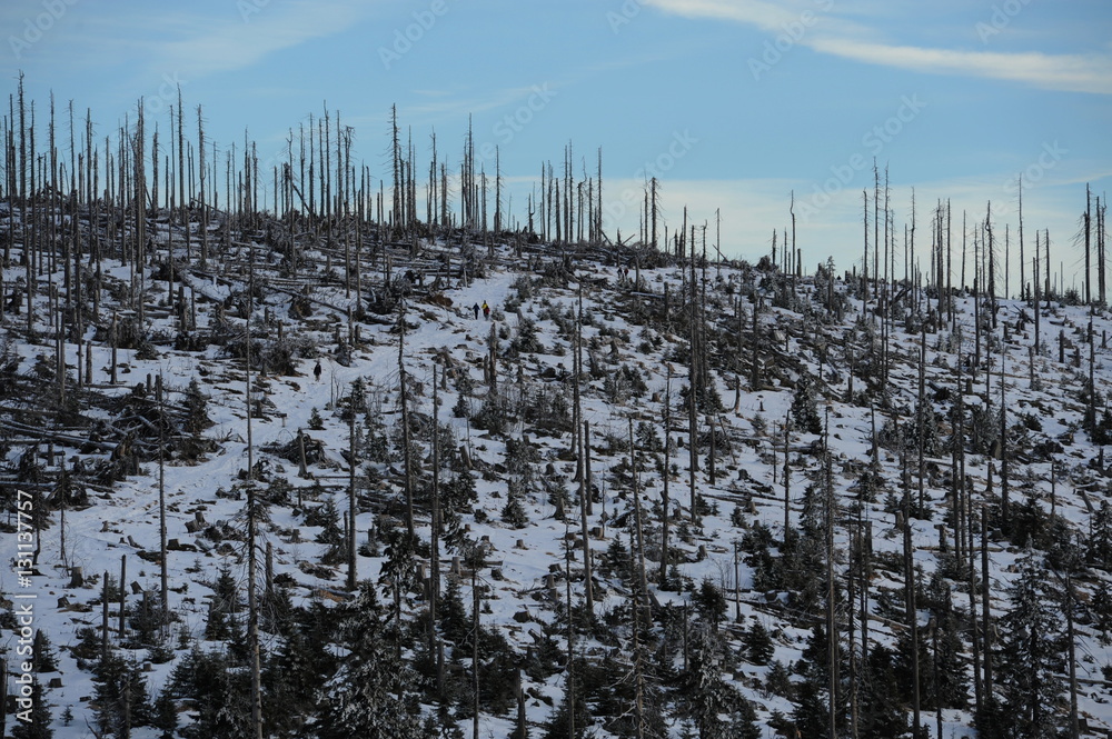 Stock-Foto „Waldsterben“ | Adobe Stock