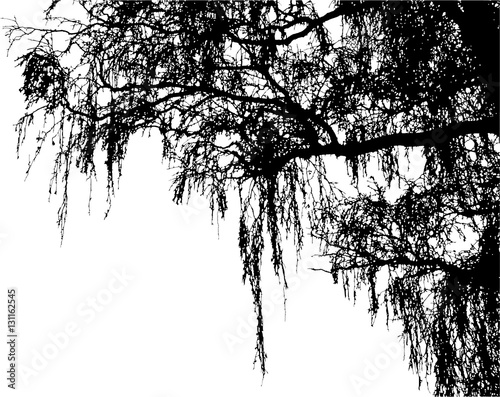 Realistic birch tree branches silhouette (Vector illustration).Eps10 ... Realistic birch tree branches silhouette (Vector illustration).Eps10 ...
