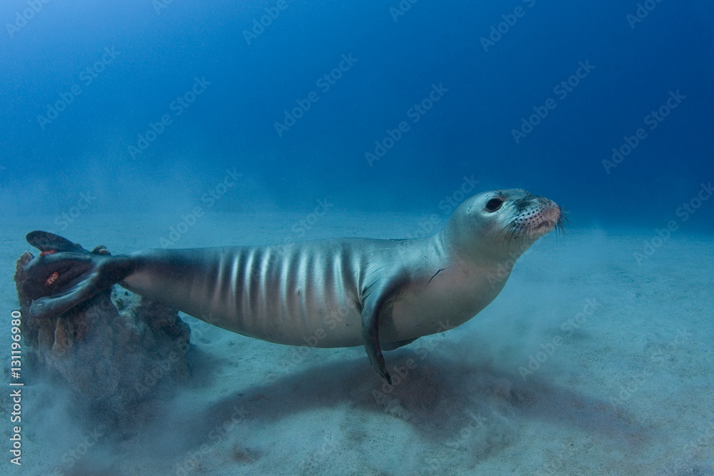 Hawaiian monk seal (Monachus schauinslandi), critically endangered ...