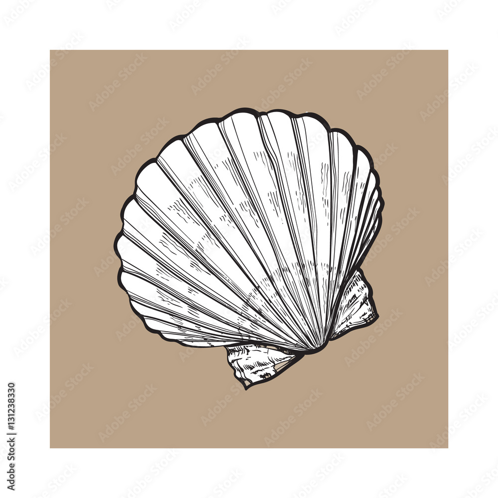 Scallop Shell Outline