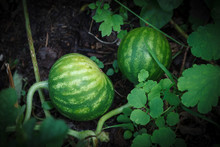 Baby Watermelon Free Stock Photo - Public Domain Pictures