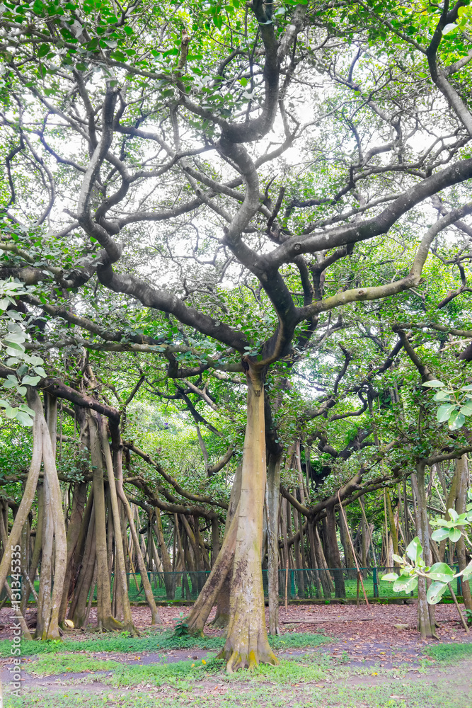 The Great Banyan is a banyan tree (Ficus benghalensis) located in ...