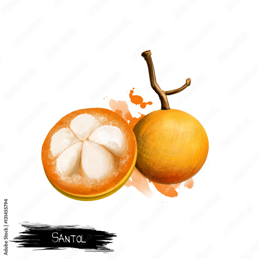 Santol fruit isolated on white. Sandoricum koetjape, cottonfruit ...