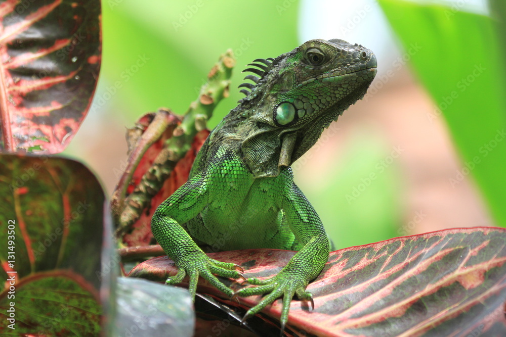 Foto de Stock Tropical Lizard | Adobe Stock