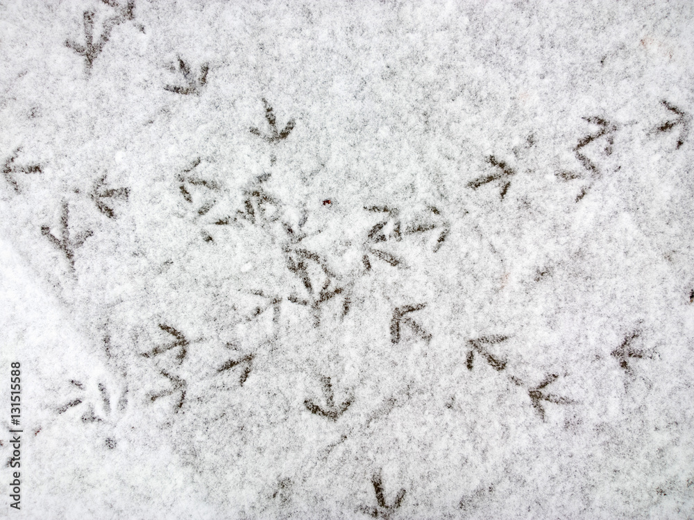 Foto de Stock Bird trace in snow | Adobe Stock