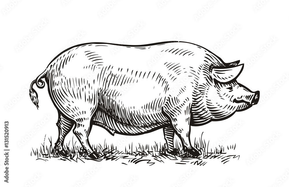 Hand drawn pig. Sketch vector illustration Stock Vector | Adobe Stock