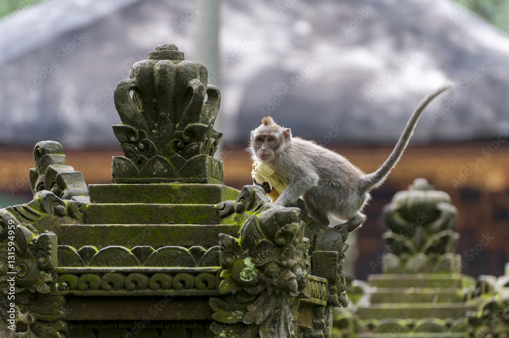 Balinese long-tailed monkey. The Ubud Monkey Forest is a nature reserve ...