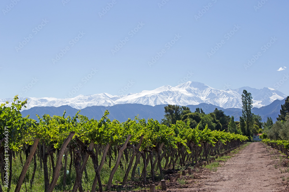 Andes & Vineyard, Mendoza, Argentina Stock Photo | Adobe Stock