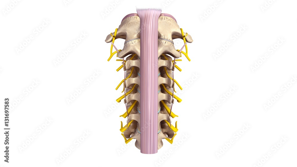 Stock-Foto „Cervical spine with ligaments and arteries posterior view ...
