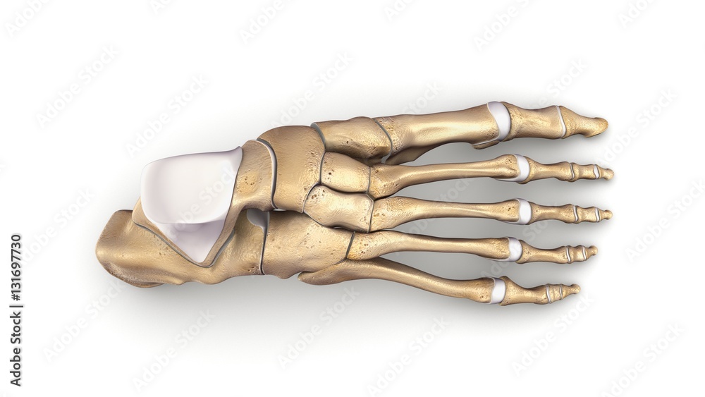 Foot bones top view Stock Illustration | Adobe Stock