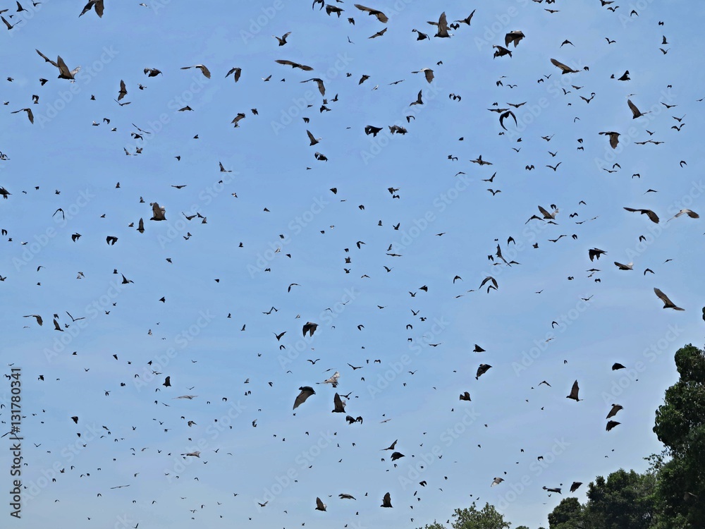Flock of flying Foxes on a blue sky in the african nature habitat ...