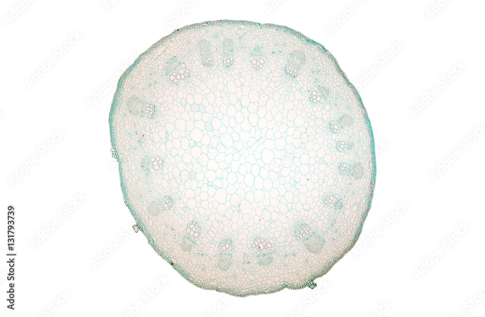 Stem typical Monocot and Dicot under a microscope. Stock Photo | Adobe ...