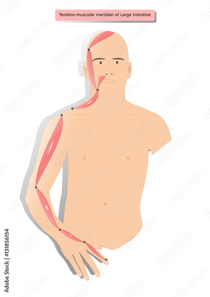 Stock-Vektorgrafik „tendino muscular meridian of Large Intestine ...