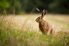 Hare Free Stock Photo - Public Domain Pictures