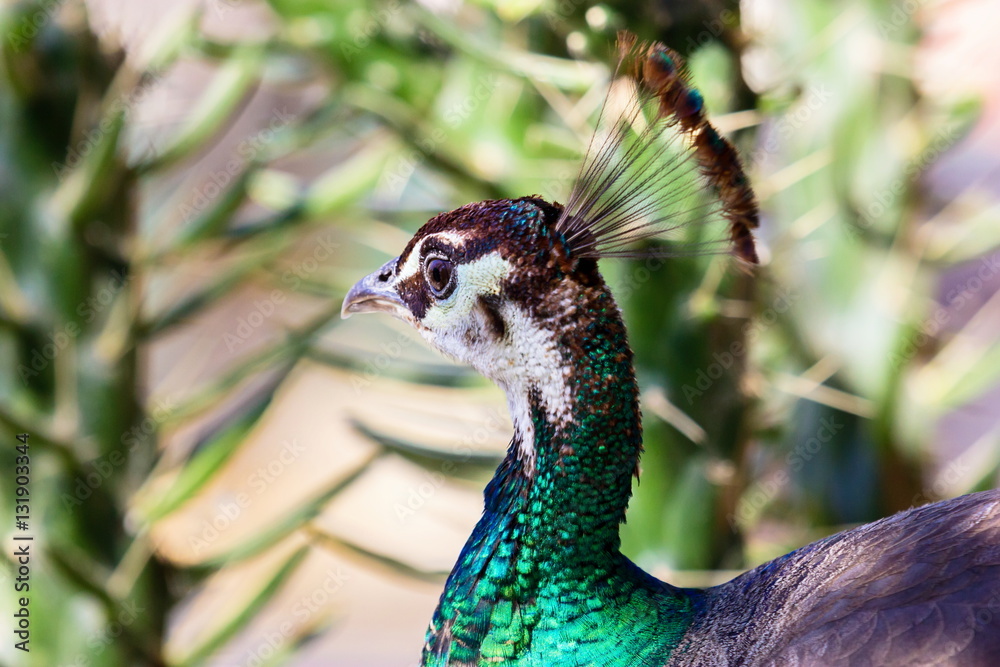 Commonly called the peacock. The Indian peafowl or blue peafowl, a ...