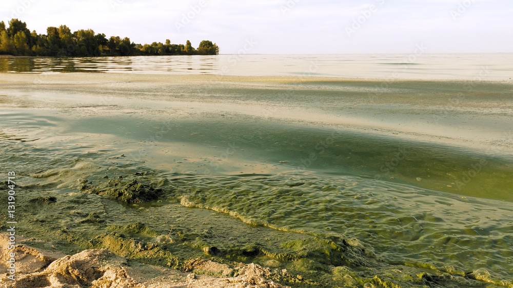 Polluted water in lake or river has intensive green color. Algal bloom ...
