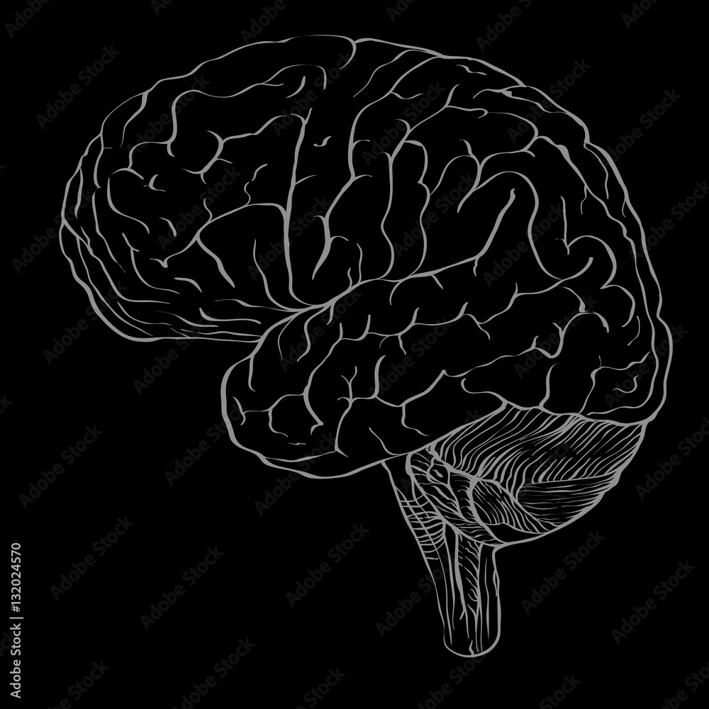Profile of brain drawn in outline drawing style as the blank for Stock ...